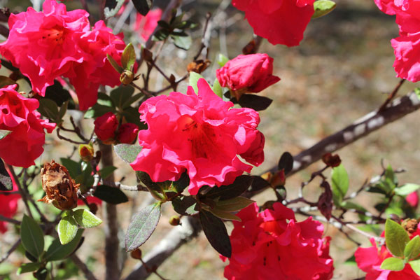 More Azaleas… | Carla's Treasures